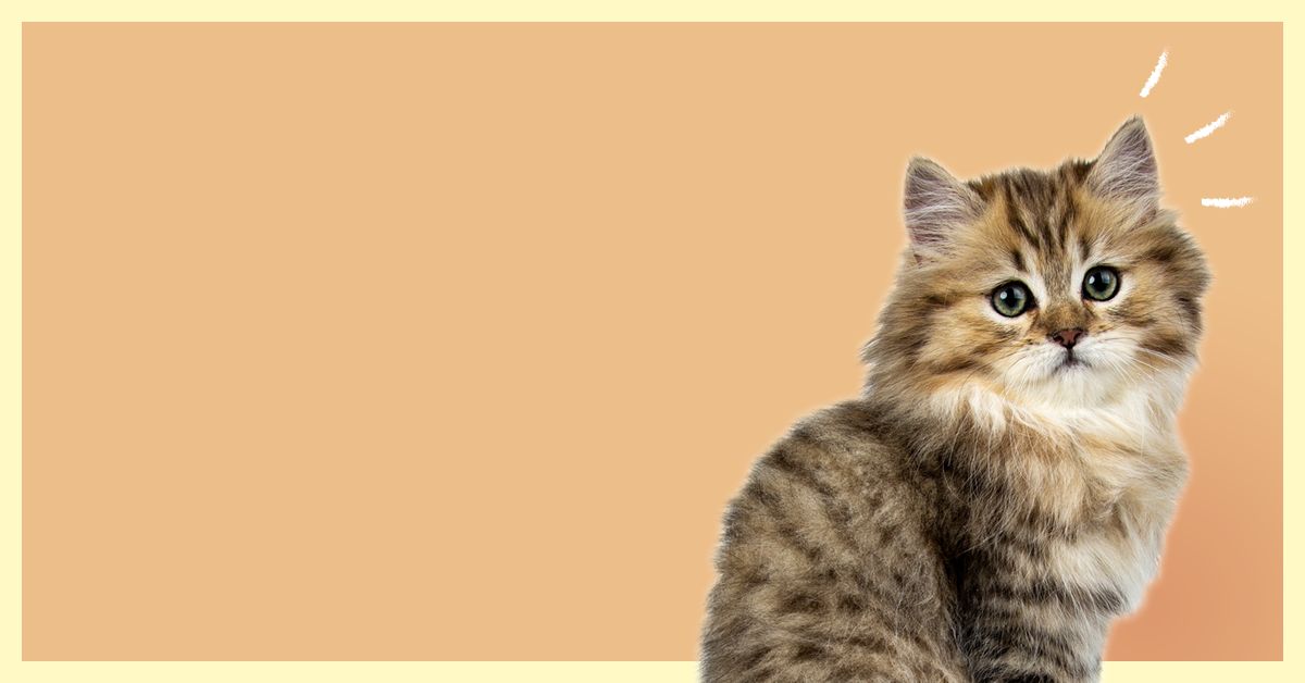 Pets at Home Kitten Podcast